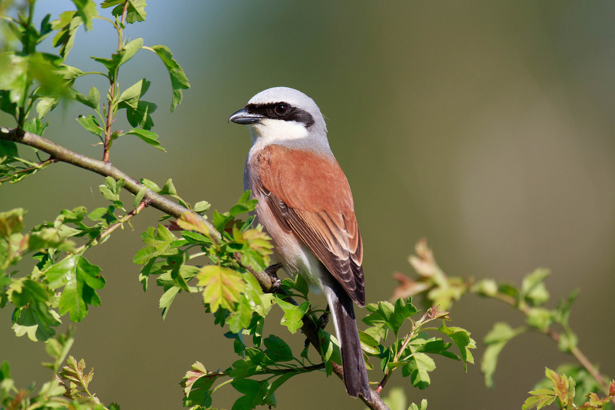 Najljepše ptice Hrvatske - Croatian Travel Journal