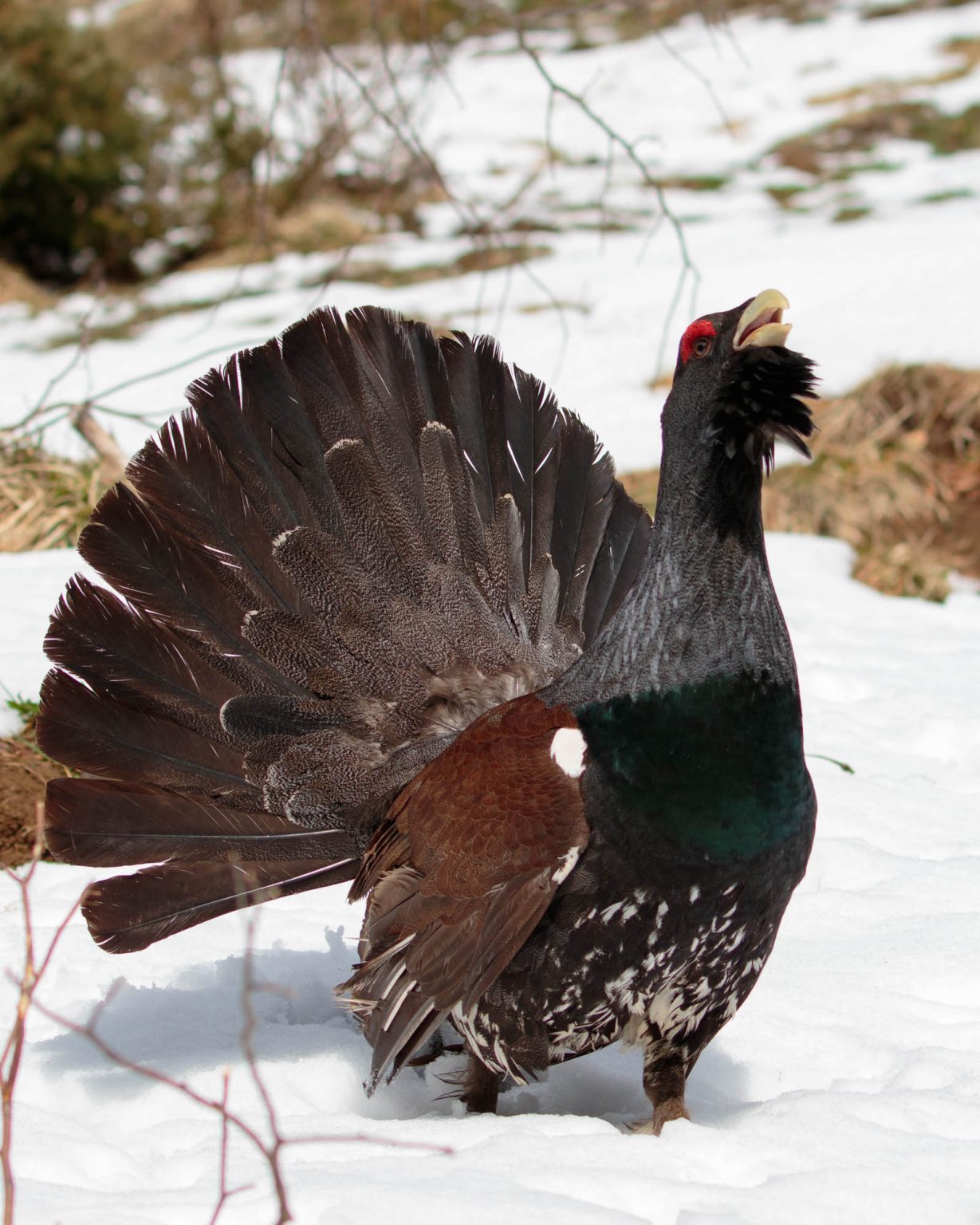 Najljepše ptice Hrvatske - Croatian Travel Journal